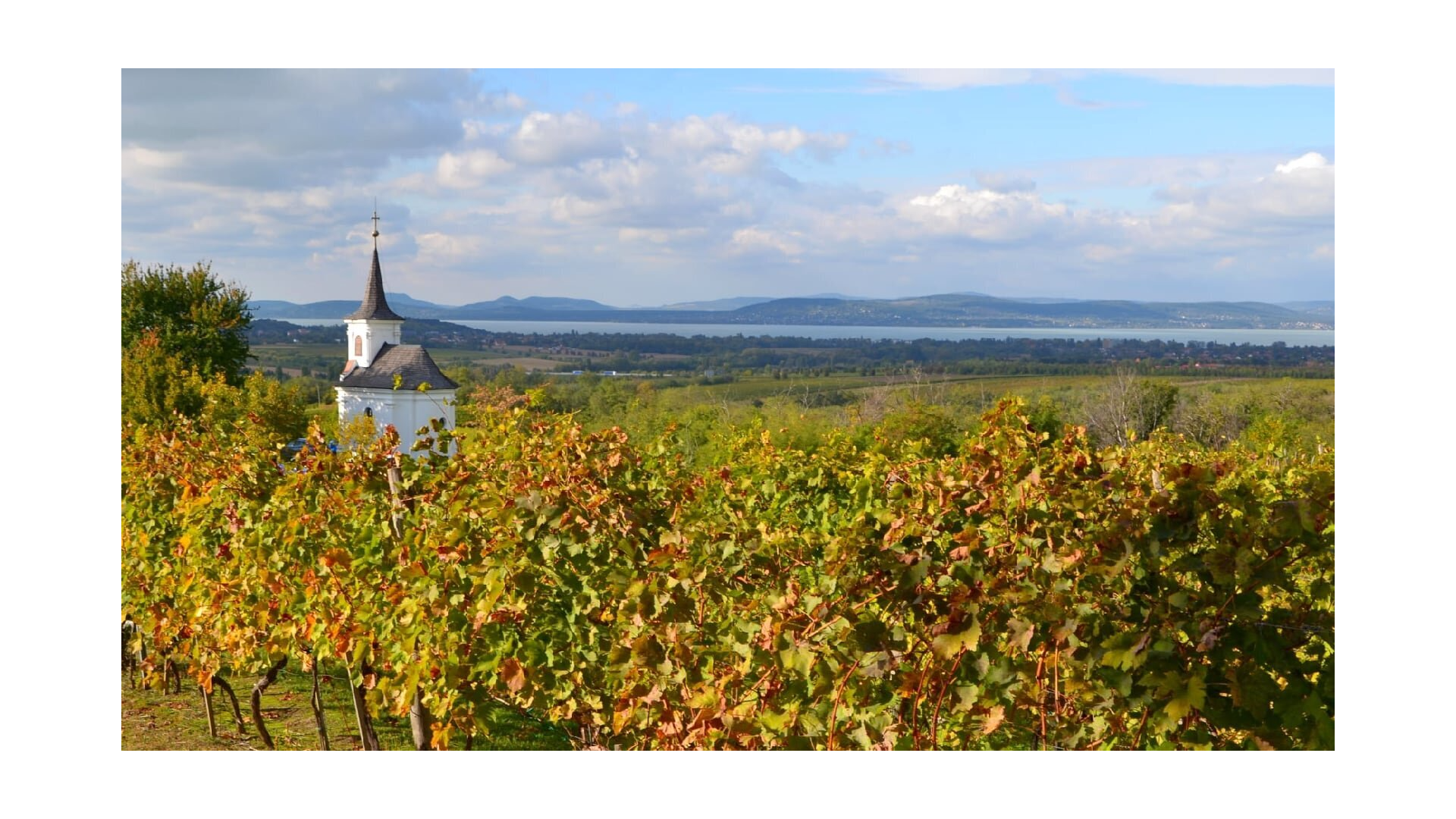 Balaton Bor Bár